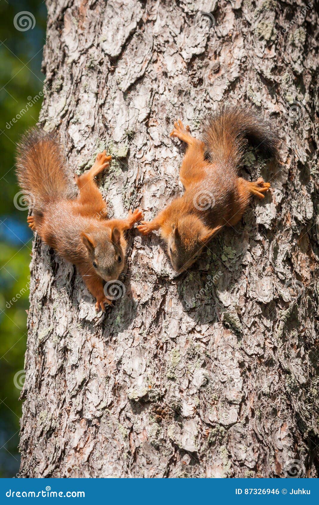 Cute little red squirrel stock photo. Image of small - 87326946