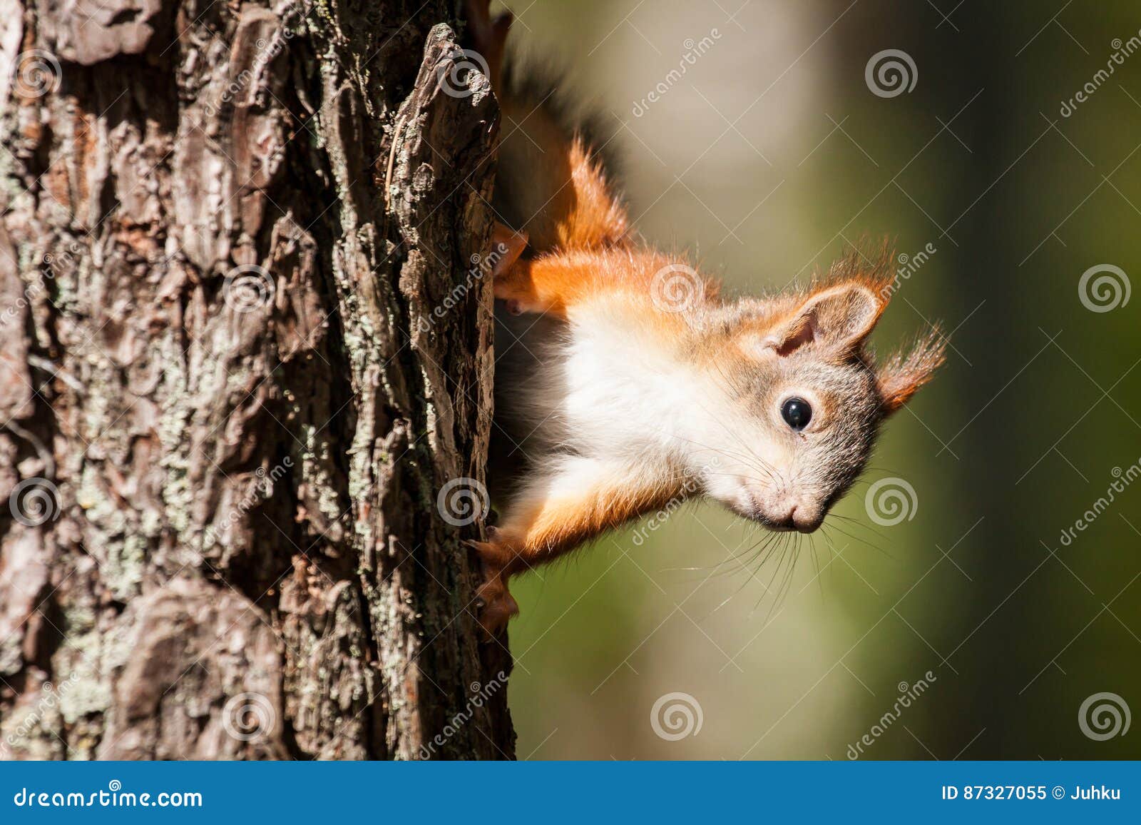 Cute little red squirrel stock image. Image of scenic - 87327055