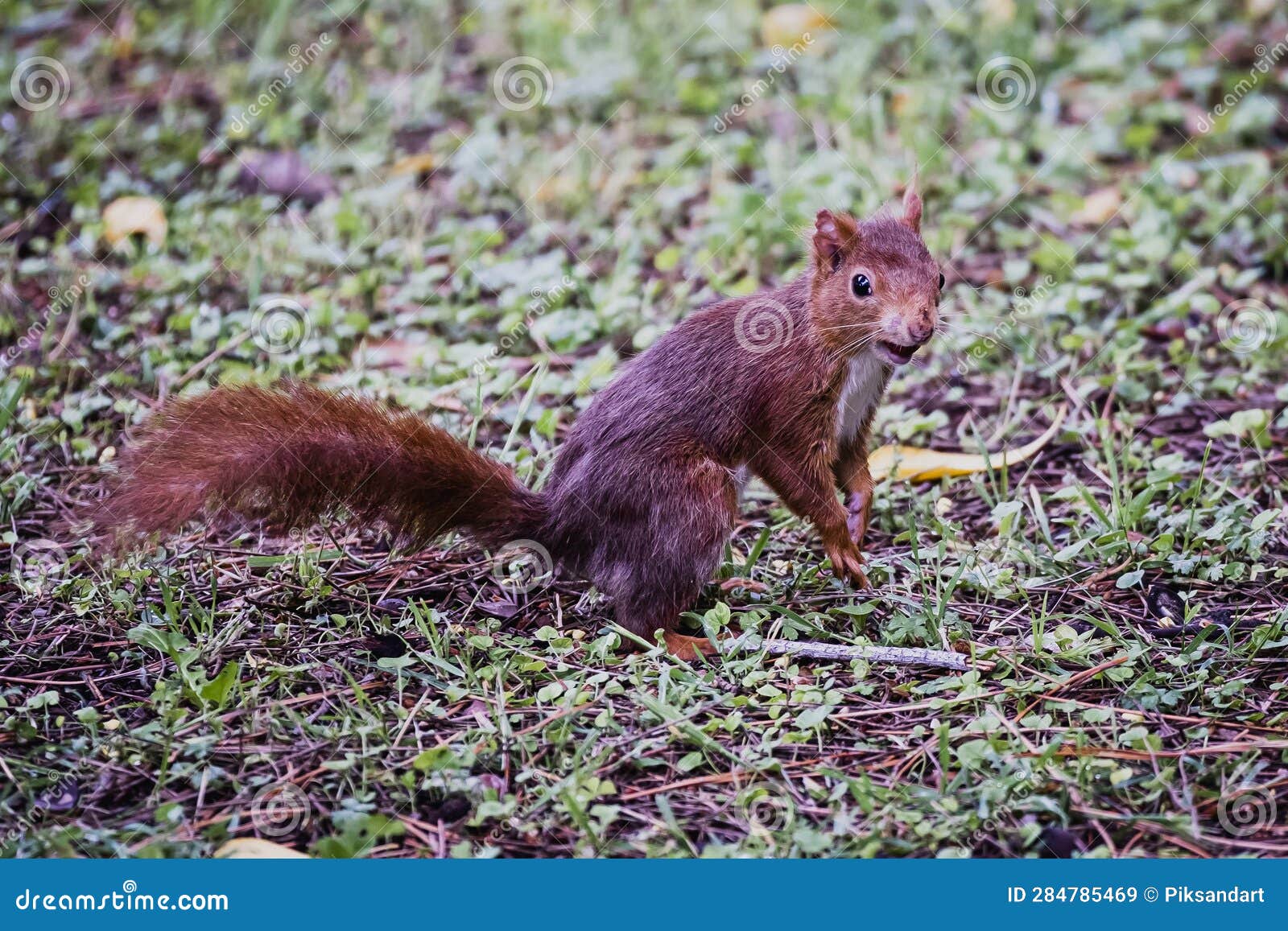 Cute Little Squirrel in a Funny Pose Stock Image - Image of animal ...