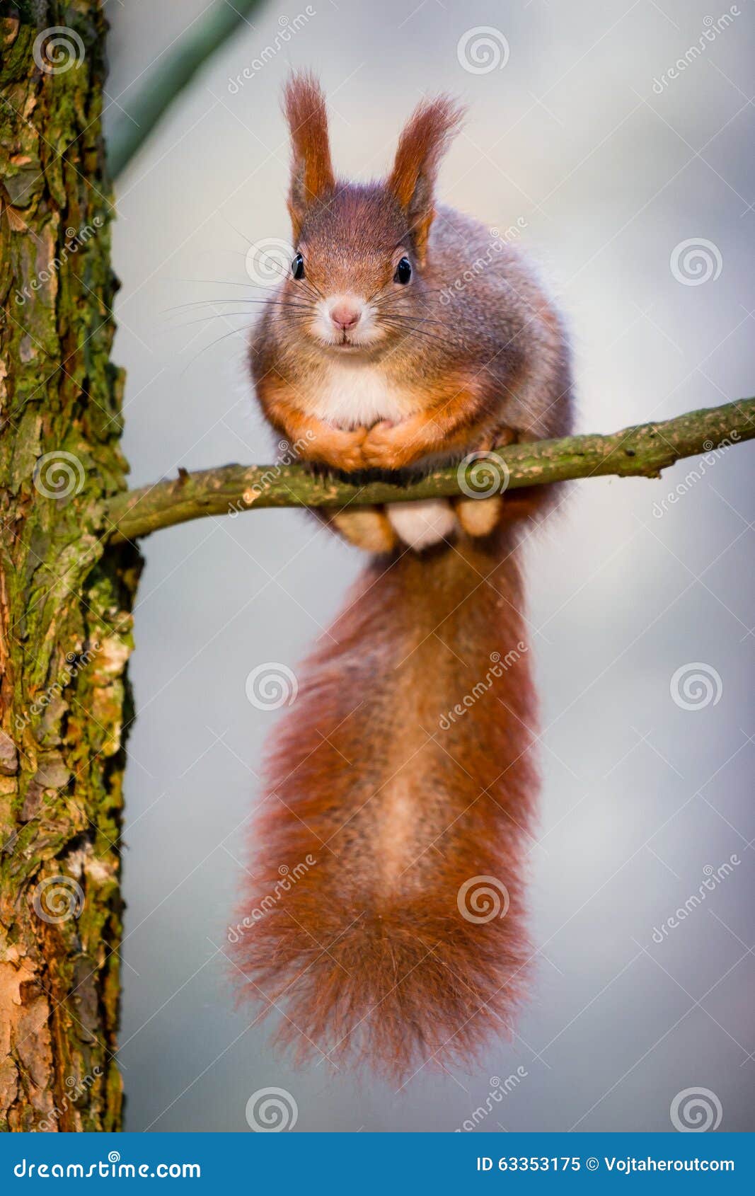 Cute Little Red Squirrel Sitting on the Tiny Tree Branch Stock Image ...