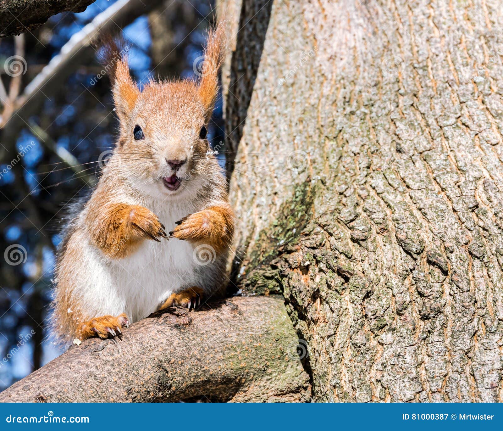 Cute Little Red Squirrel Sitting on Tree Branch on Blurred Fores Stock ...