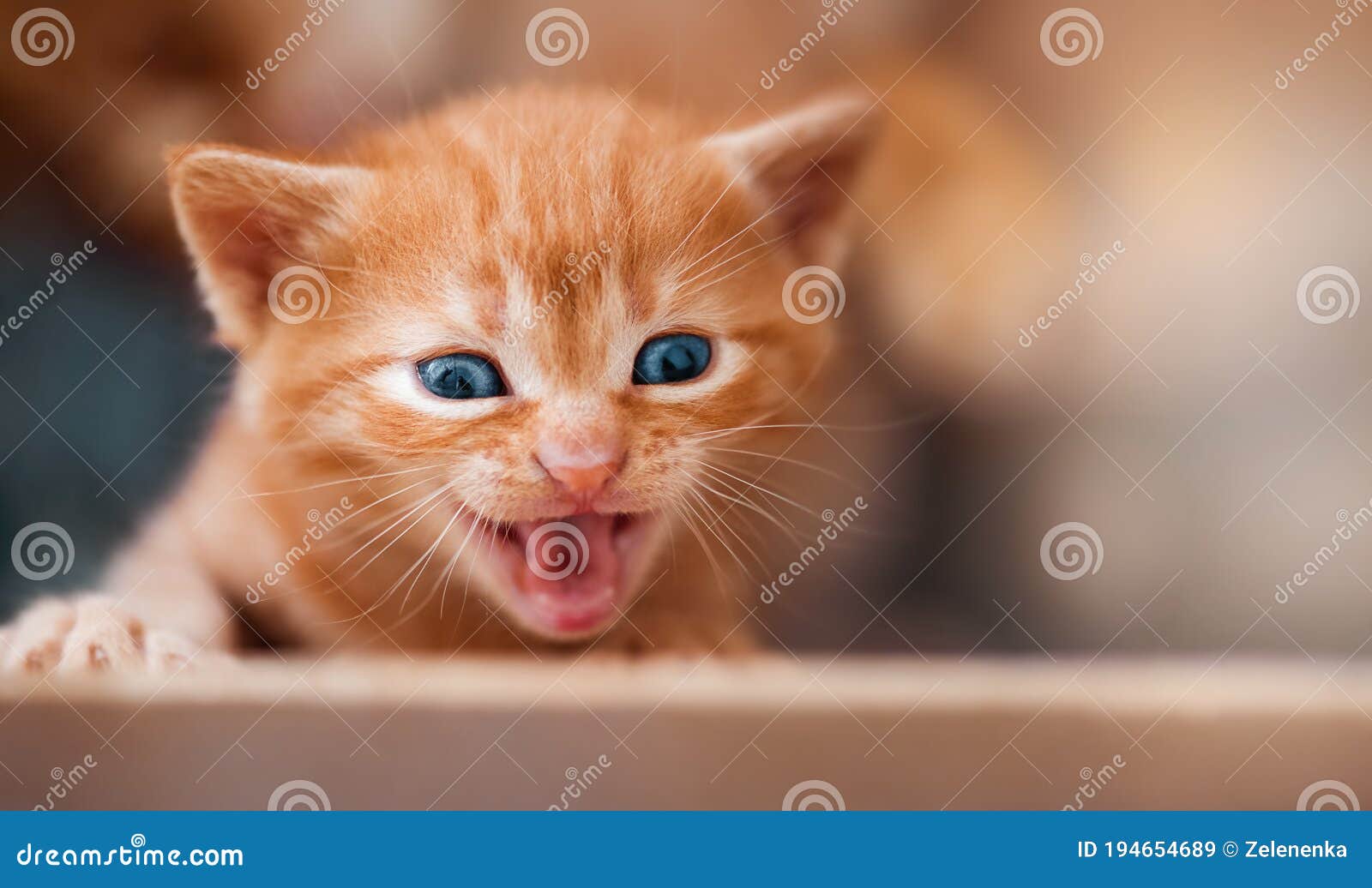 Cute Little Red Striped Kitten Screaming Stock Image - Image of kitty ...