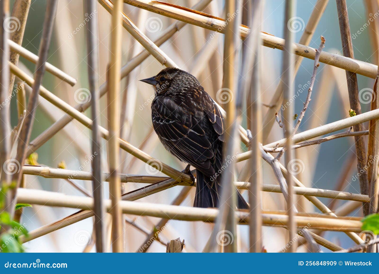 Cute Little Red-winged Blackbird Perched on a Branch Stock Image ...