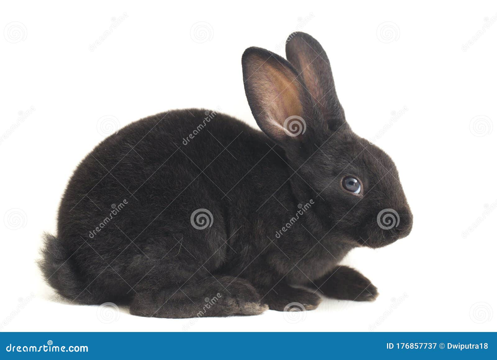 Cute Little Rex Black Rabbit Isolated on White Stock Image - Image of ...