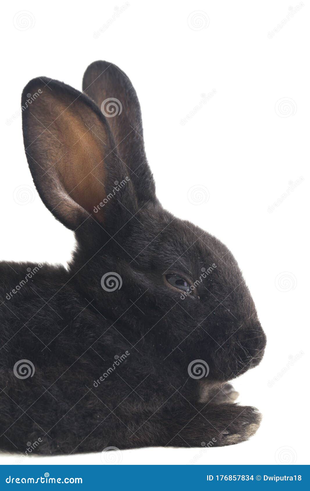 Cute Little Rex Black Rabbit Isolated on White Stock Photo - Image of ...