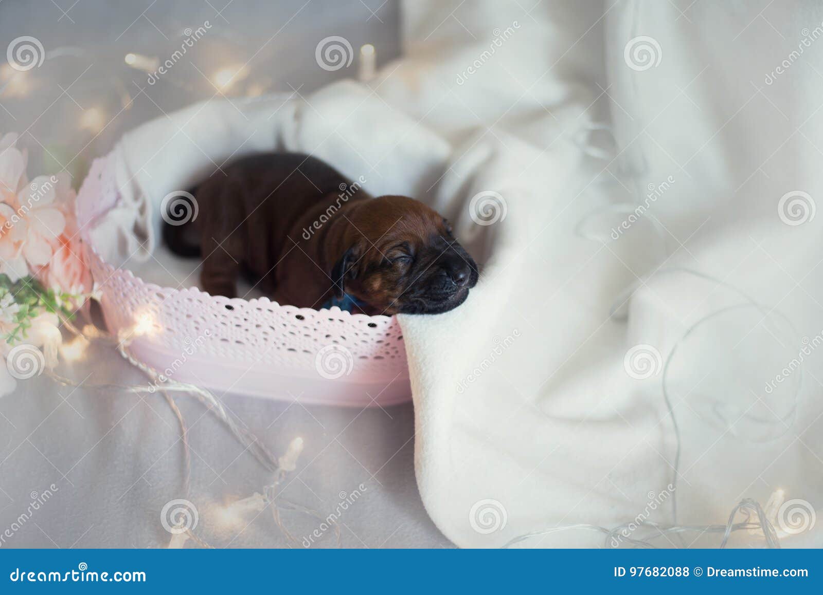 Cute Little Ridgeback Newborn Whelps Stock Photo - Image of havanese ...