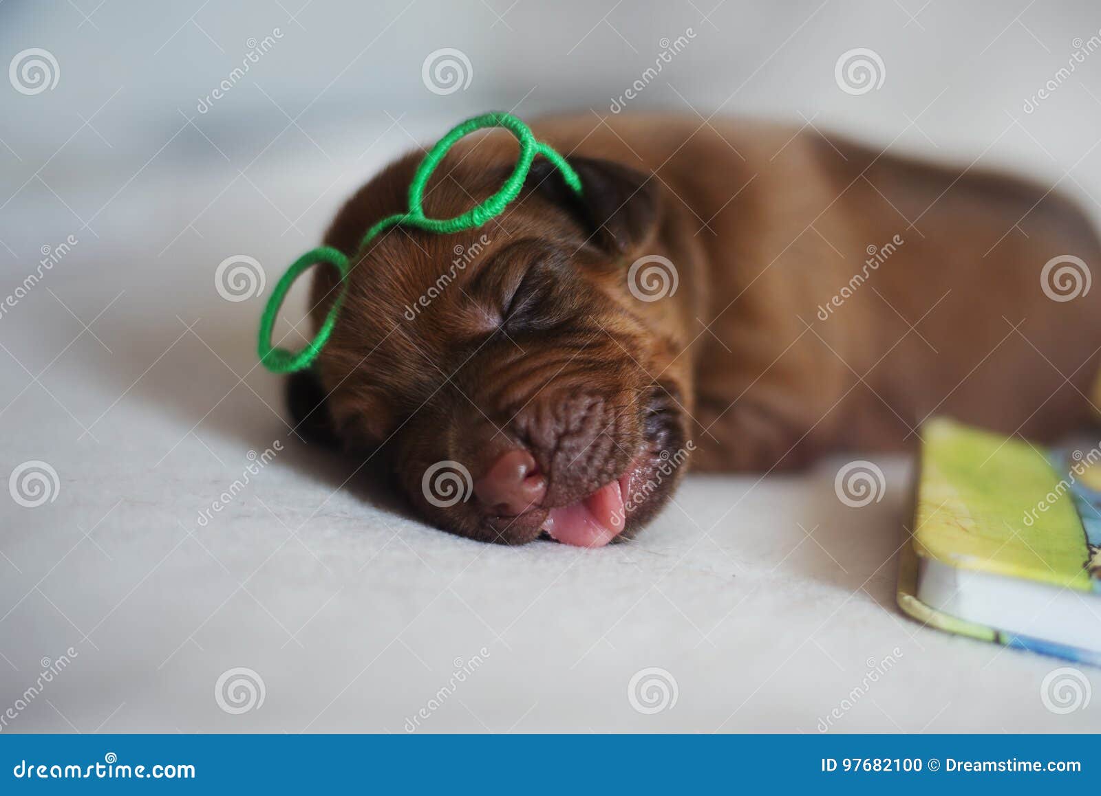 Cute Little Ridgeback Newborn Whelps Stock Photo - Image of breed ...
