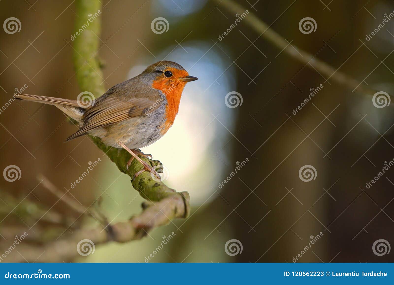 Cute Little Robin Bird on Brunch Stock Image - Image of park, tree ...