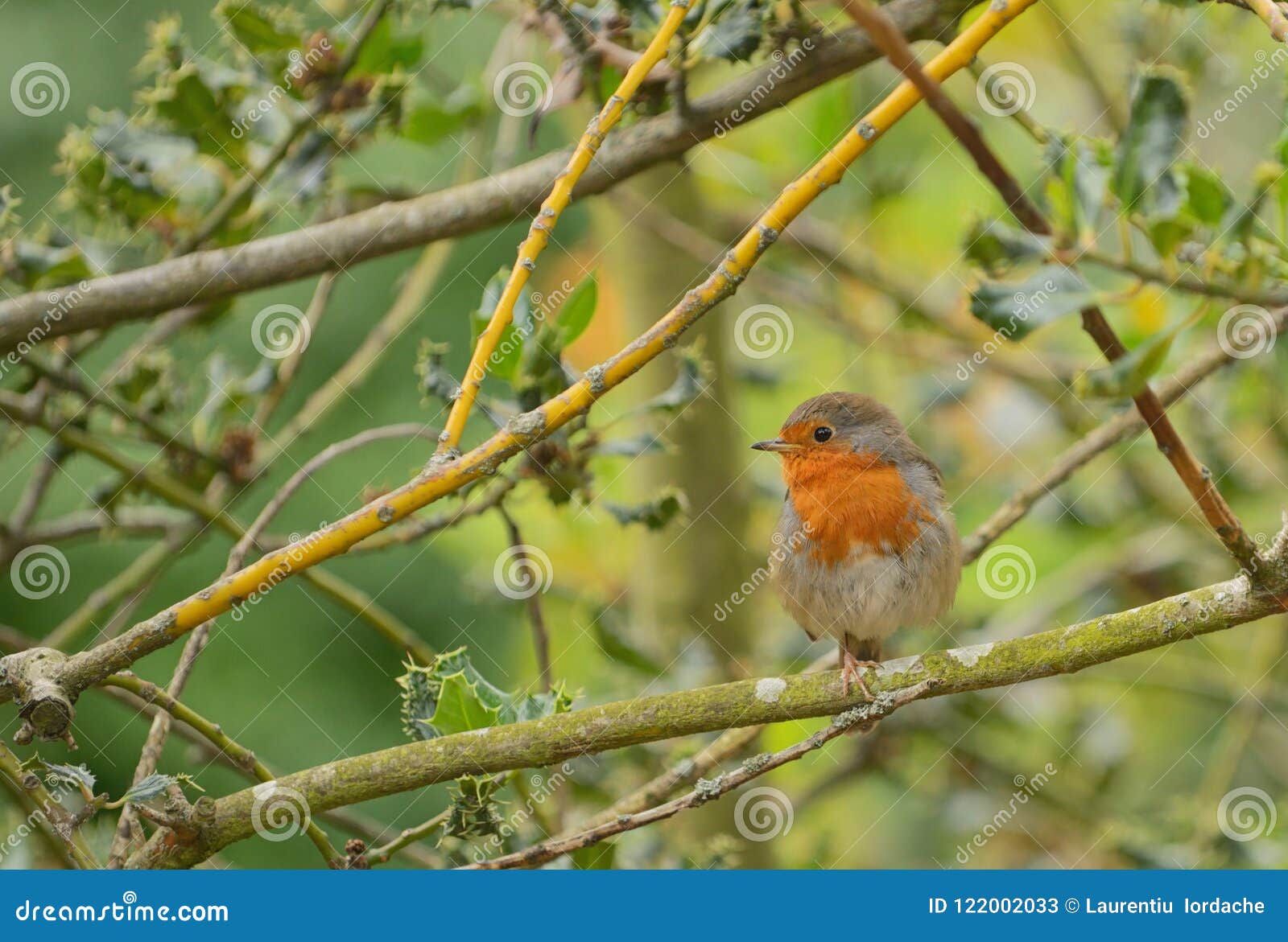 Cute Little Robin Bird on Brunch in Park Stock Image - Image of bird ...