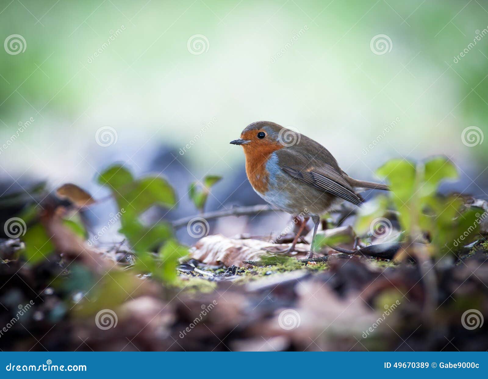 Cute little robin bird stock image. Image of redbreast - 49670389