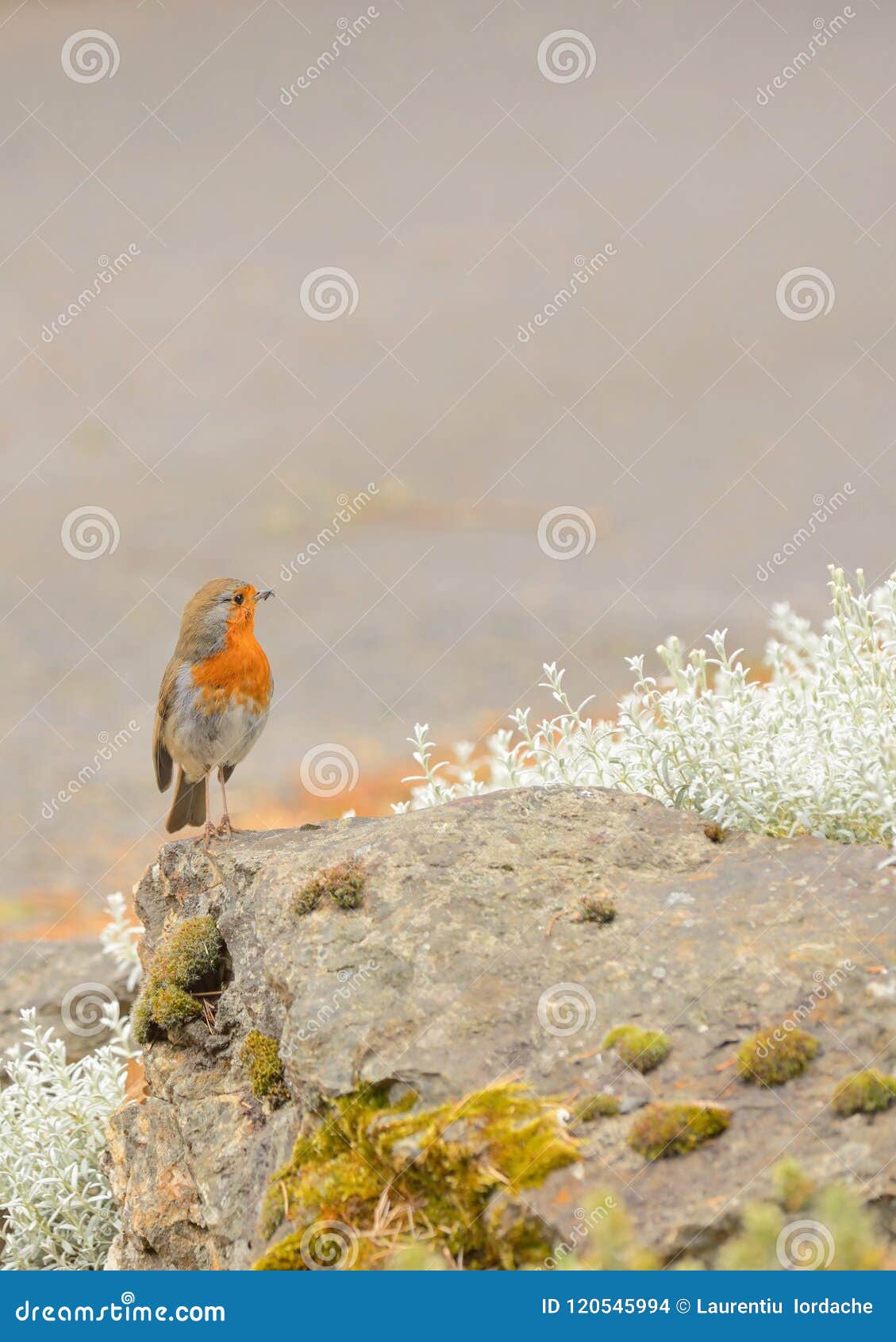 Cute Little Robin Bird on Rock Stock Photo - Image of close, feather ...