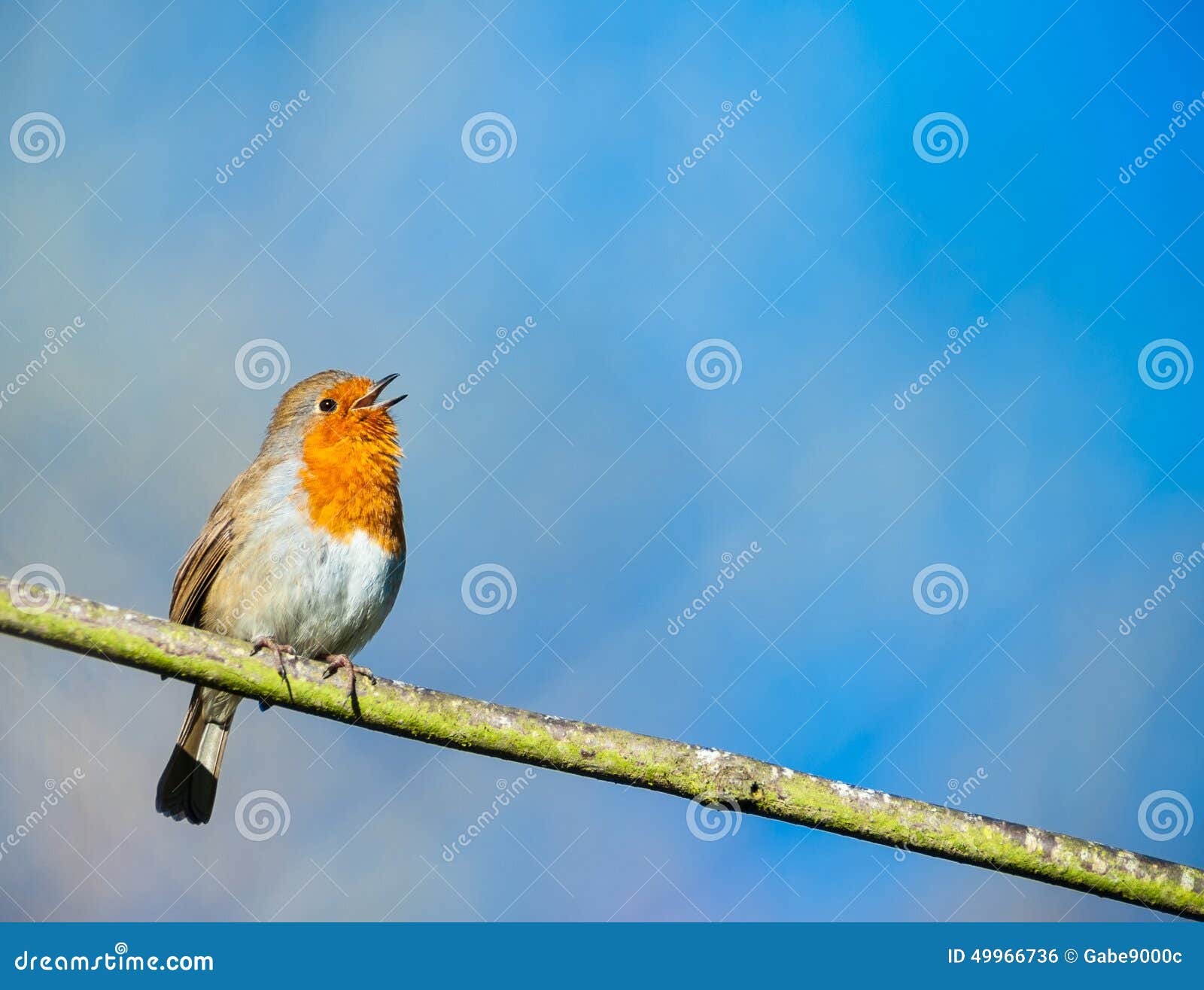 Cute Little Robin Bird Singing Stock Photo - Image of feather, outdoors ...