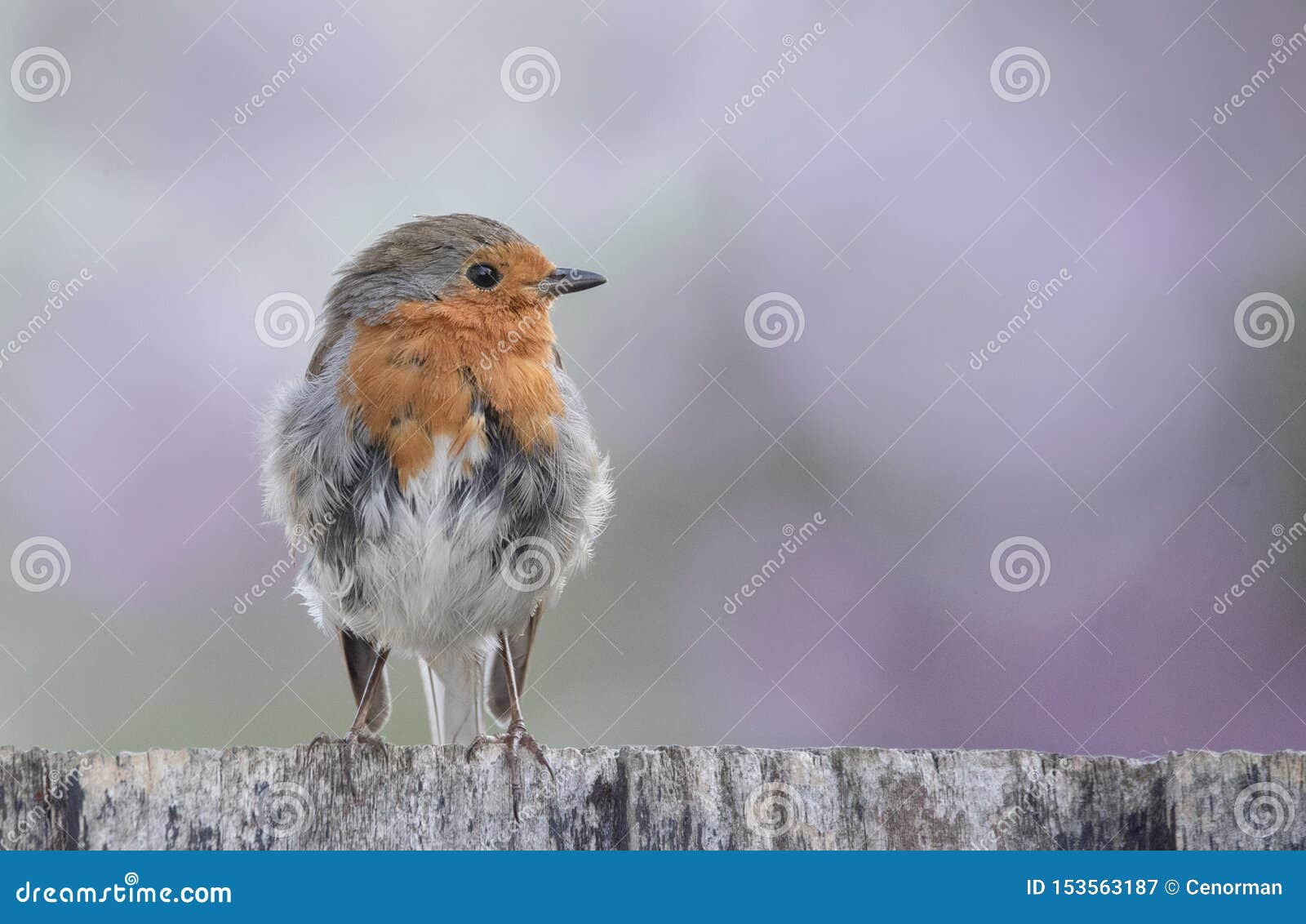 Cute Little Robin Moulting Feathers Stock Image - Image of feathers ...