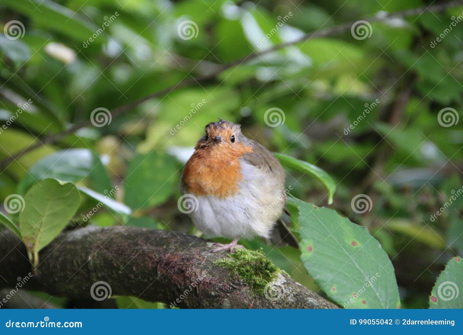 Robin bird stock photo. Image of tree, cute, robin, little - 99055042
