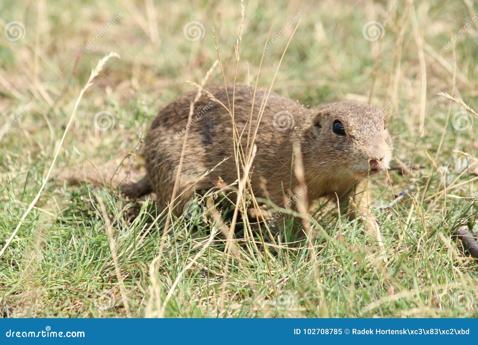 Rodents stock image. Image of field, cute, village, grass - 102708785