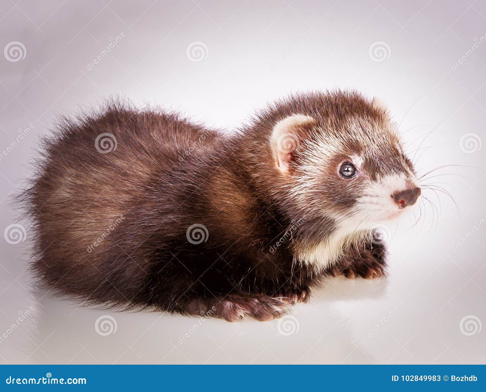 Cute little sable ferret stock image. Image of gray - 102849983
