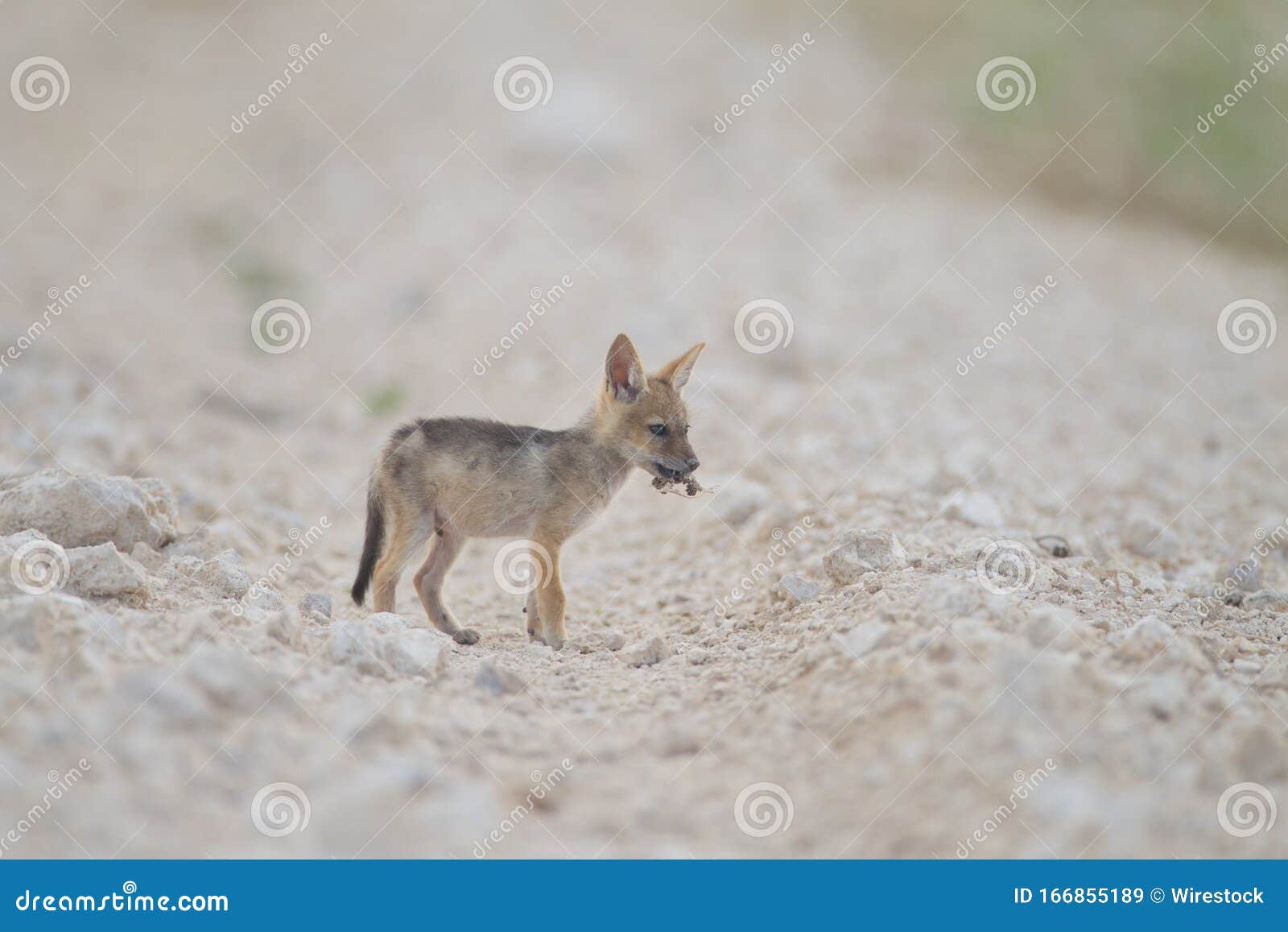 Cute Little Sand Fox Captured in the Middle of the Desert Stock Image ...