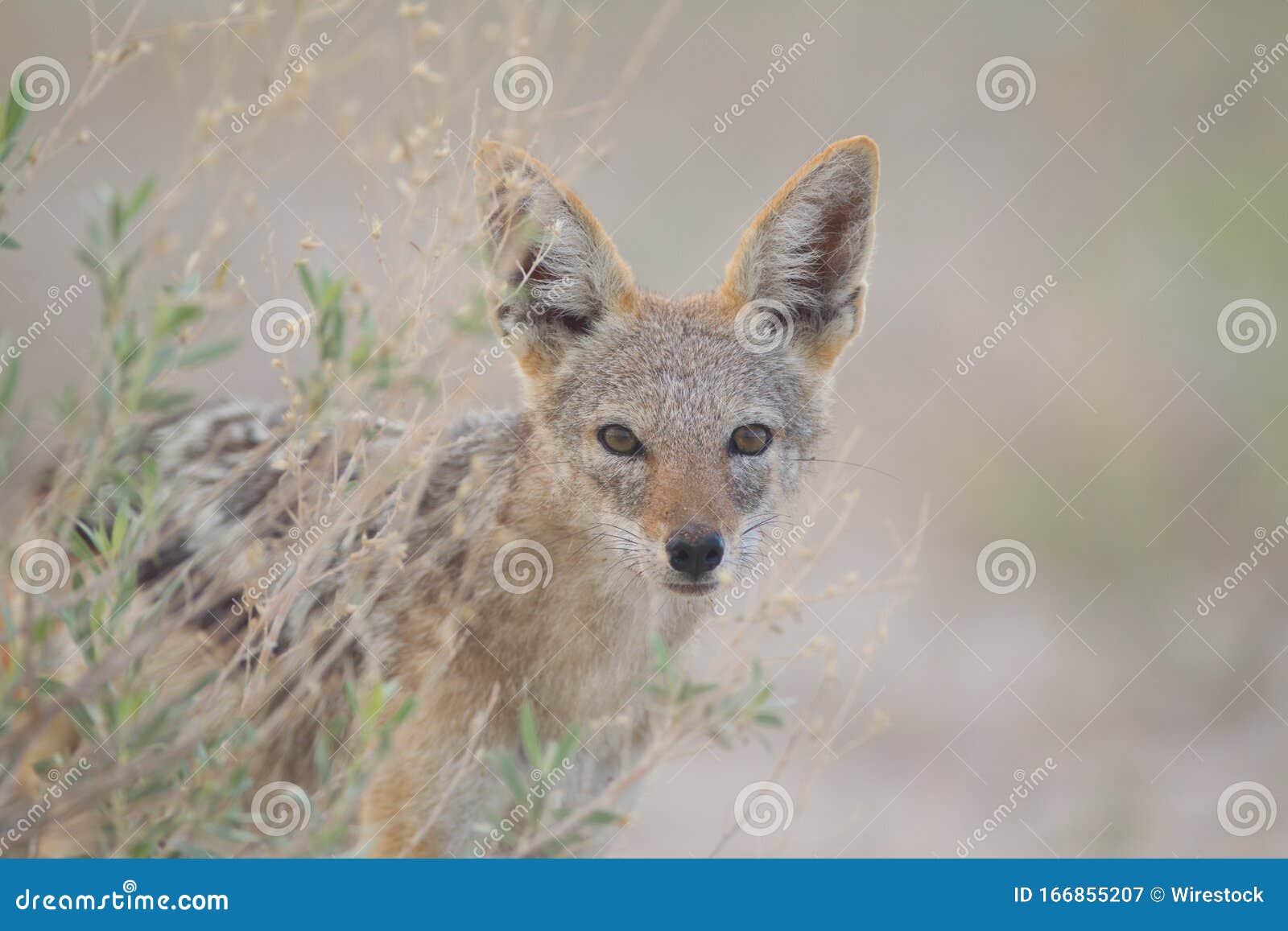 Cute Little Sand Fox Captured in the Middle of the Desert Stock Image ...
