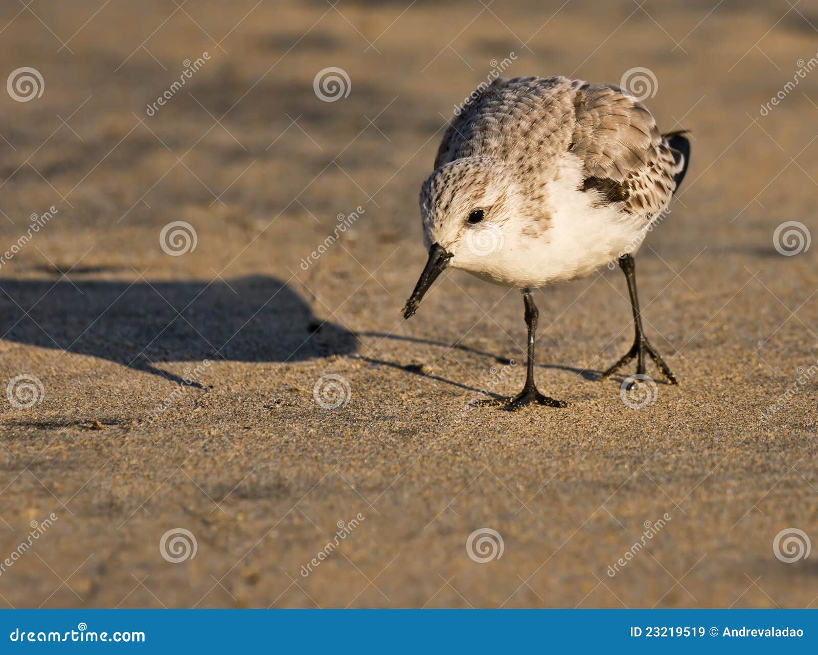 Cute little Sandpiper stock image. Image of beach, beak - 23219519
