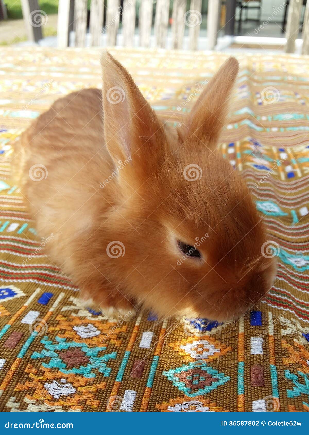 Cute little Satin Rabbit stock photo. Image of little - 86587802