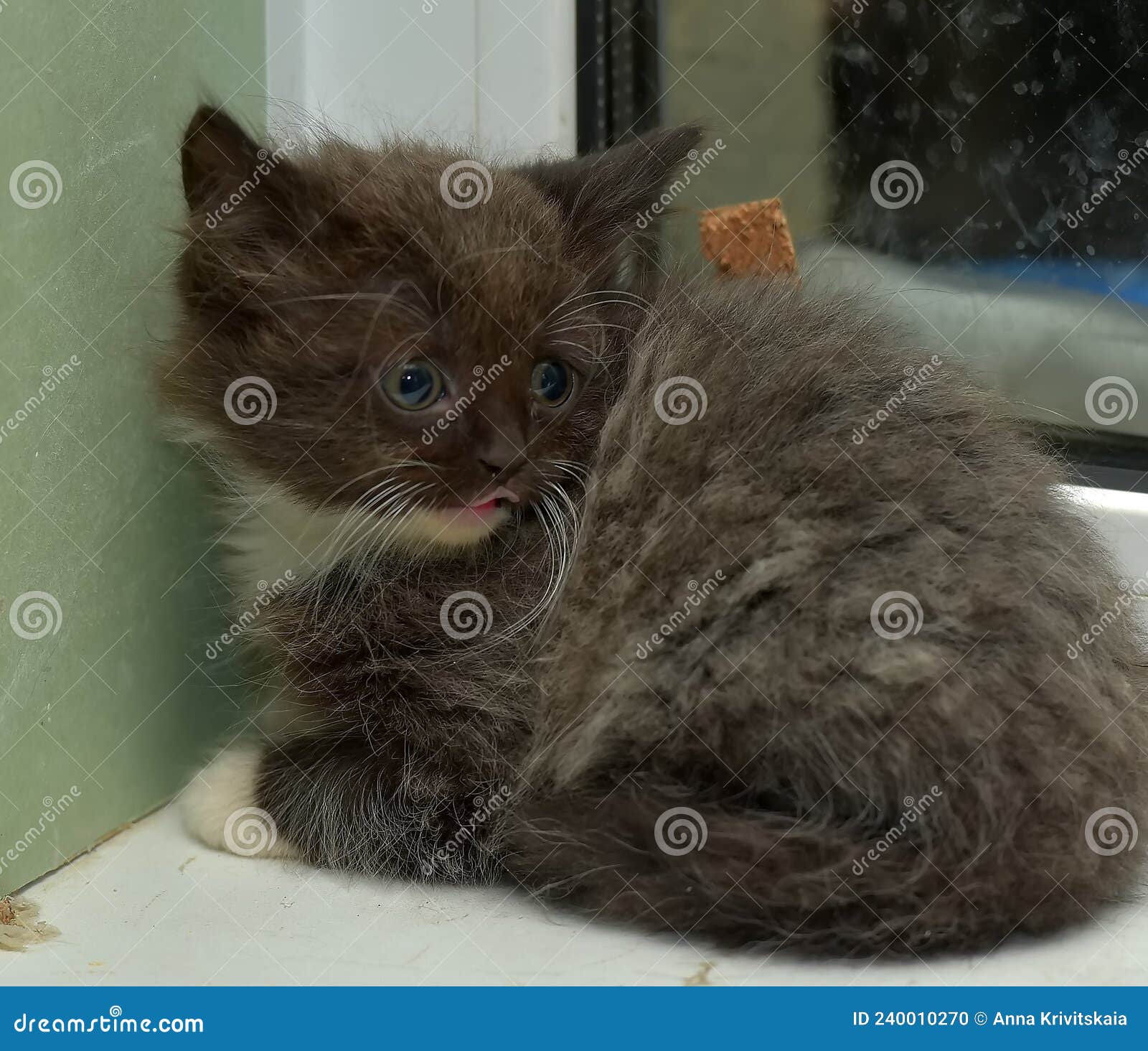 Scared Gray Rodent Mouse Sitting In A Barrel With A Supply Of Wheat ...