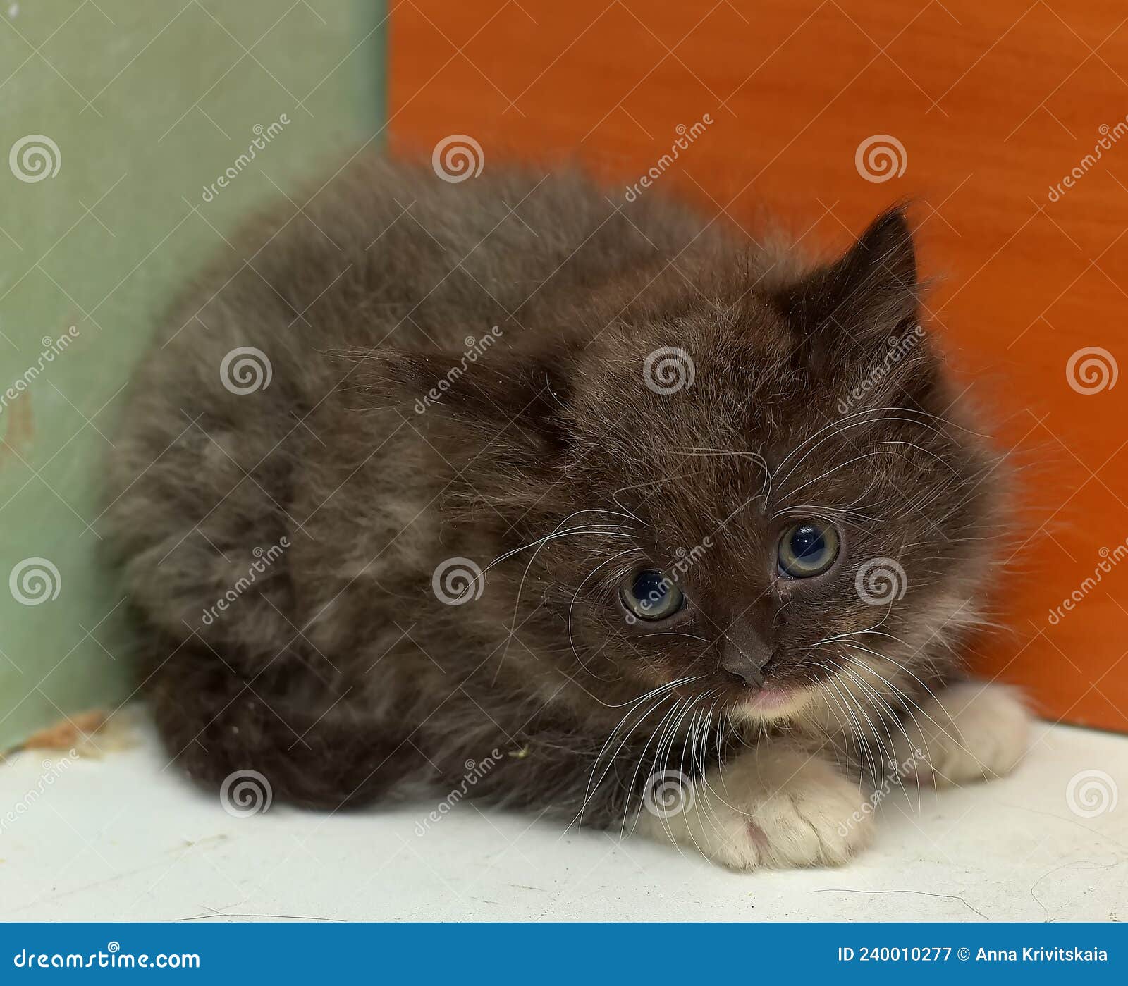 Little Scared Gray and White Fluffy Kitten Stock Image - Image of hold ...