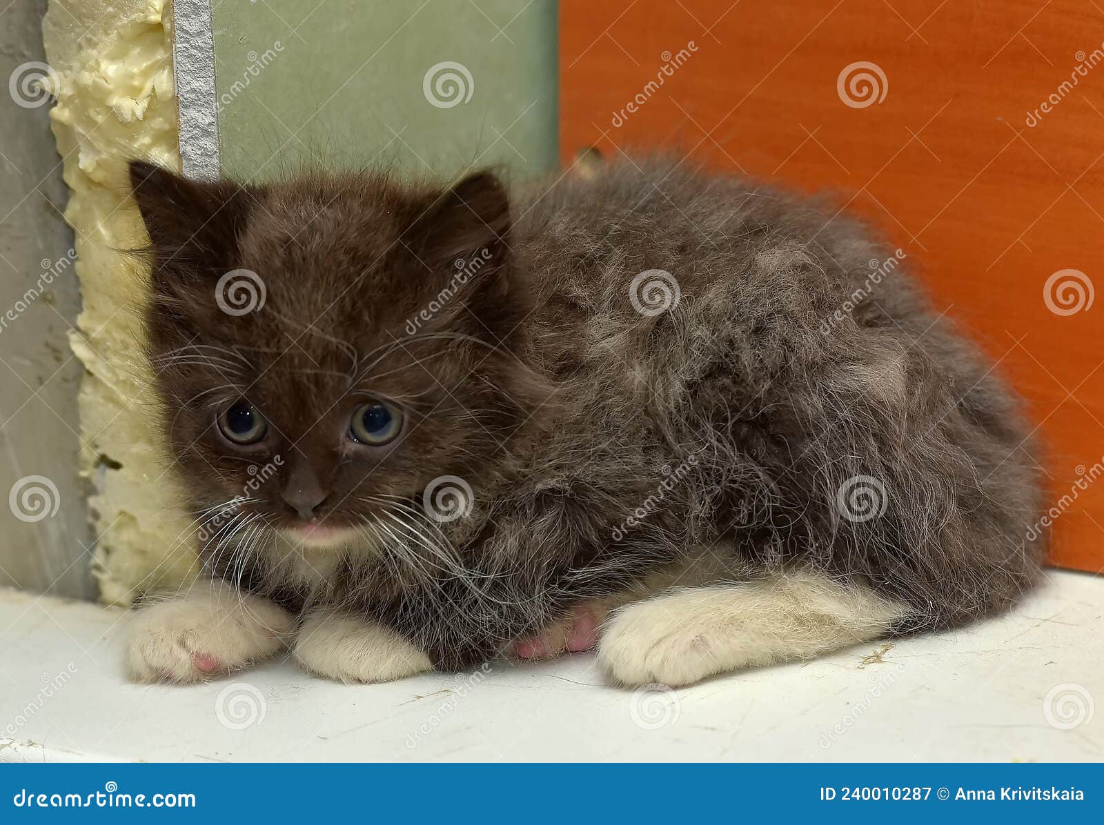 Little Scared Gray and White Fluffy Kitten Stock Image - Image of kitty ...