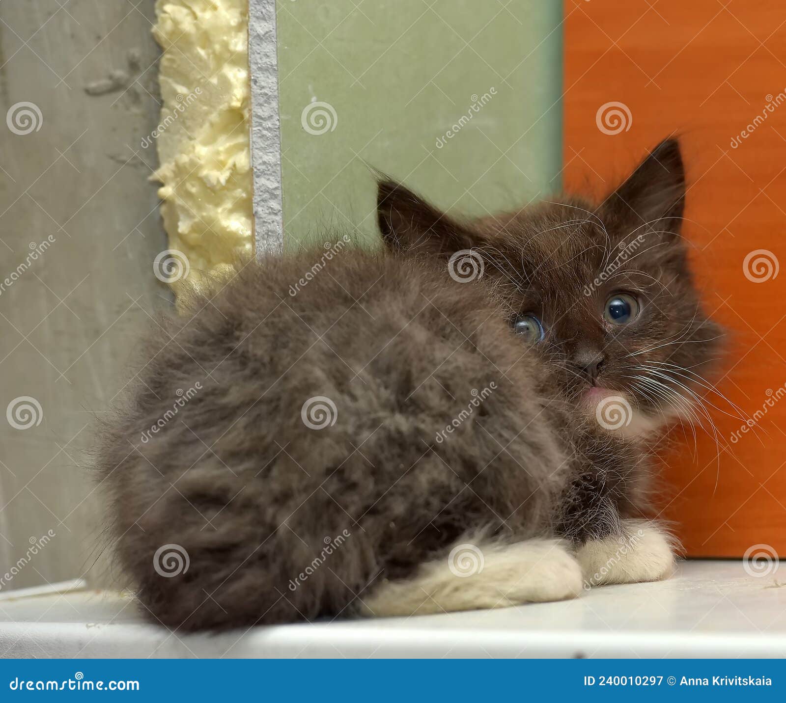 Little Scared Gray and White Fluffy Kitten Stock Image - Image of care ...