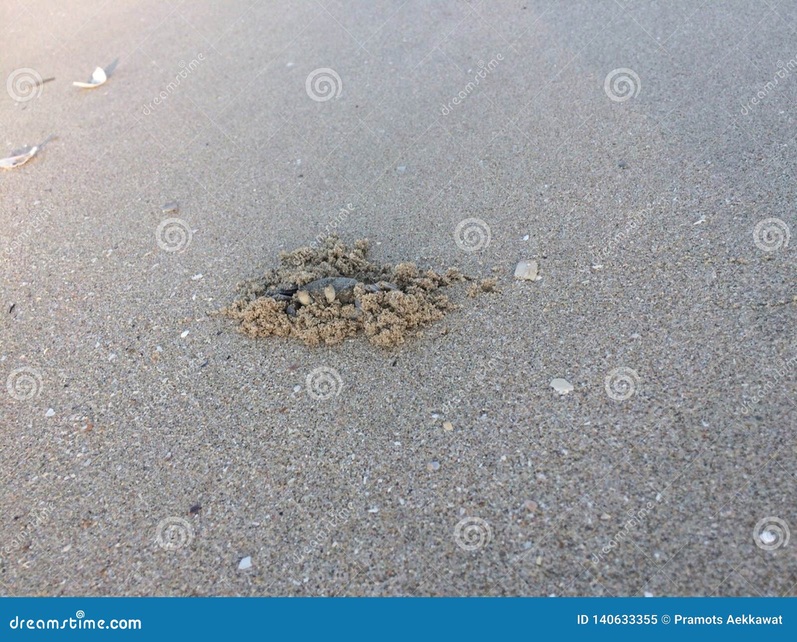 The Wind Crab stock image. Image of little, cute, beach - 140633355