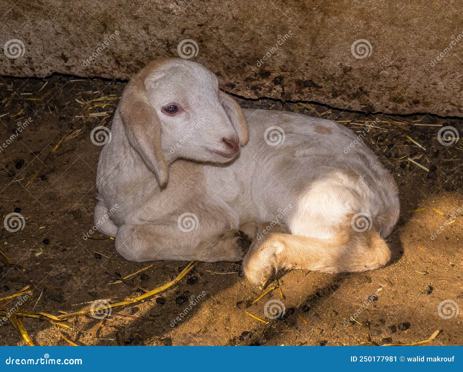 Cute little sheep stock image. Image of herd, little - 250177981