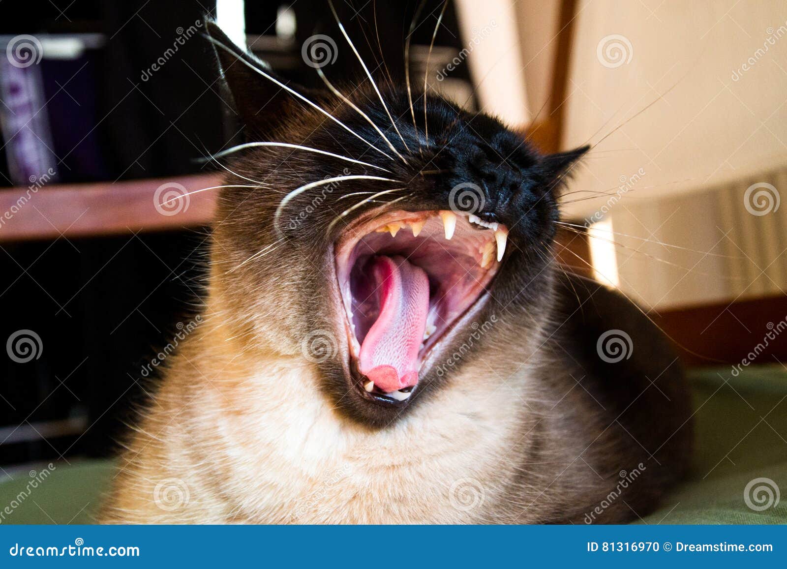 Cute Little Siamese Cat Roaring Stock Photo - Image of fang, white ...