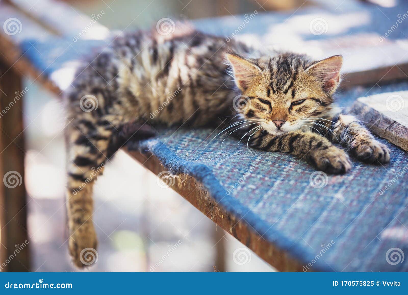 Kitten is Resting in the Yard Stock Image - Image of eyes, domestic ...