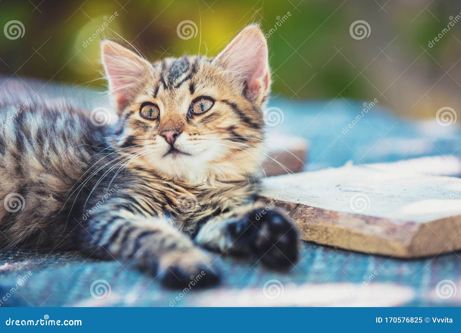 Kitten is Resting in the Yard Stock Image - Image of fresh, relax ...