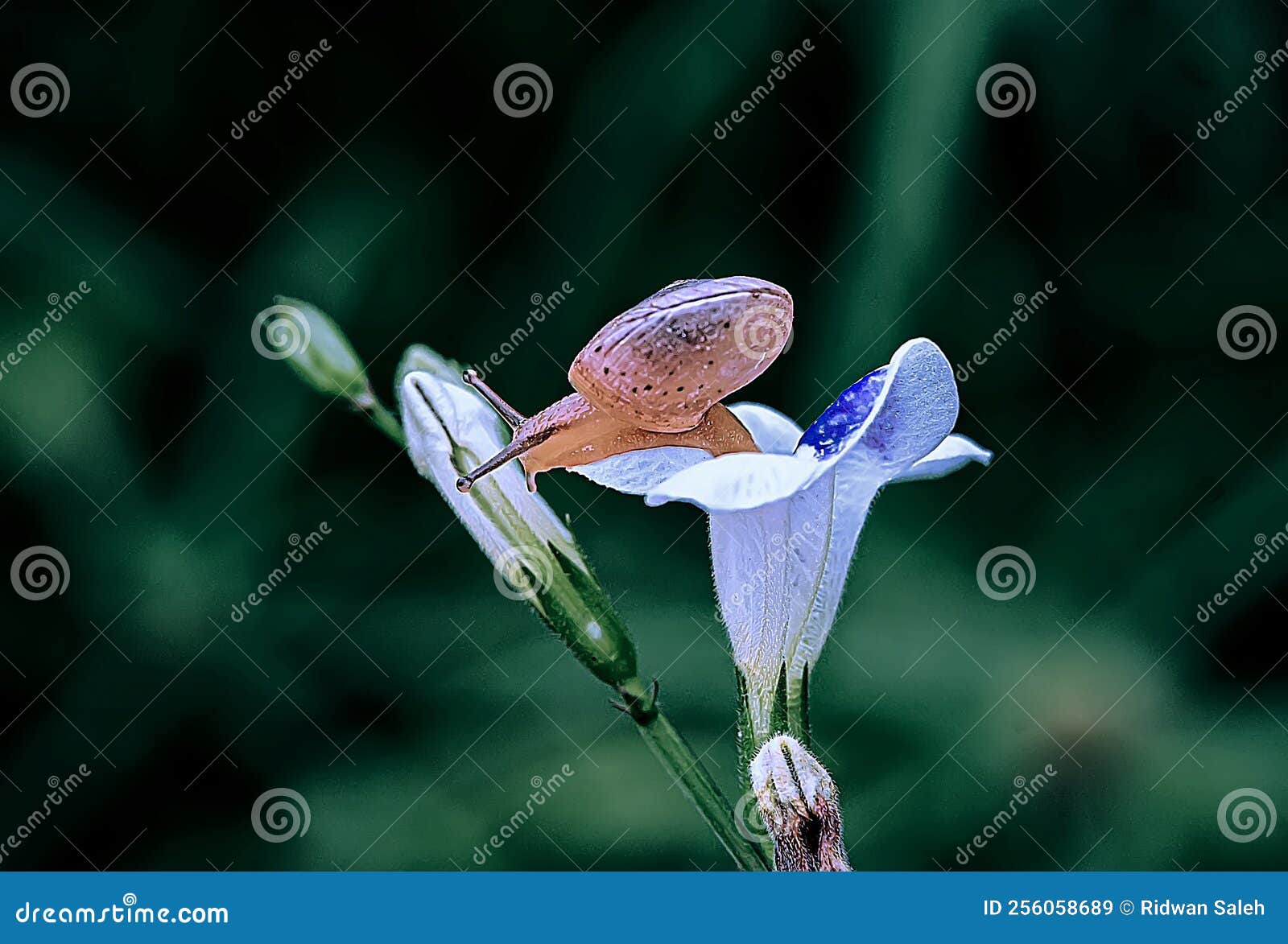 Cute little snail stock image. Image of cute, little - 256058689