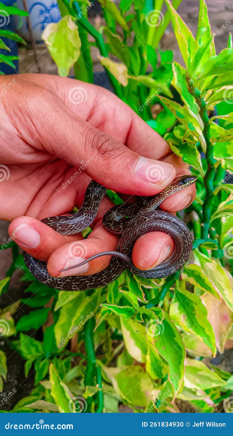 Cute Little Snake on My Hand Stock Photo - Image of little, wild: 261834930