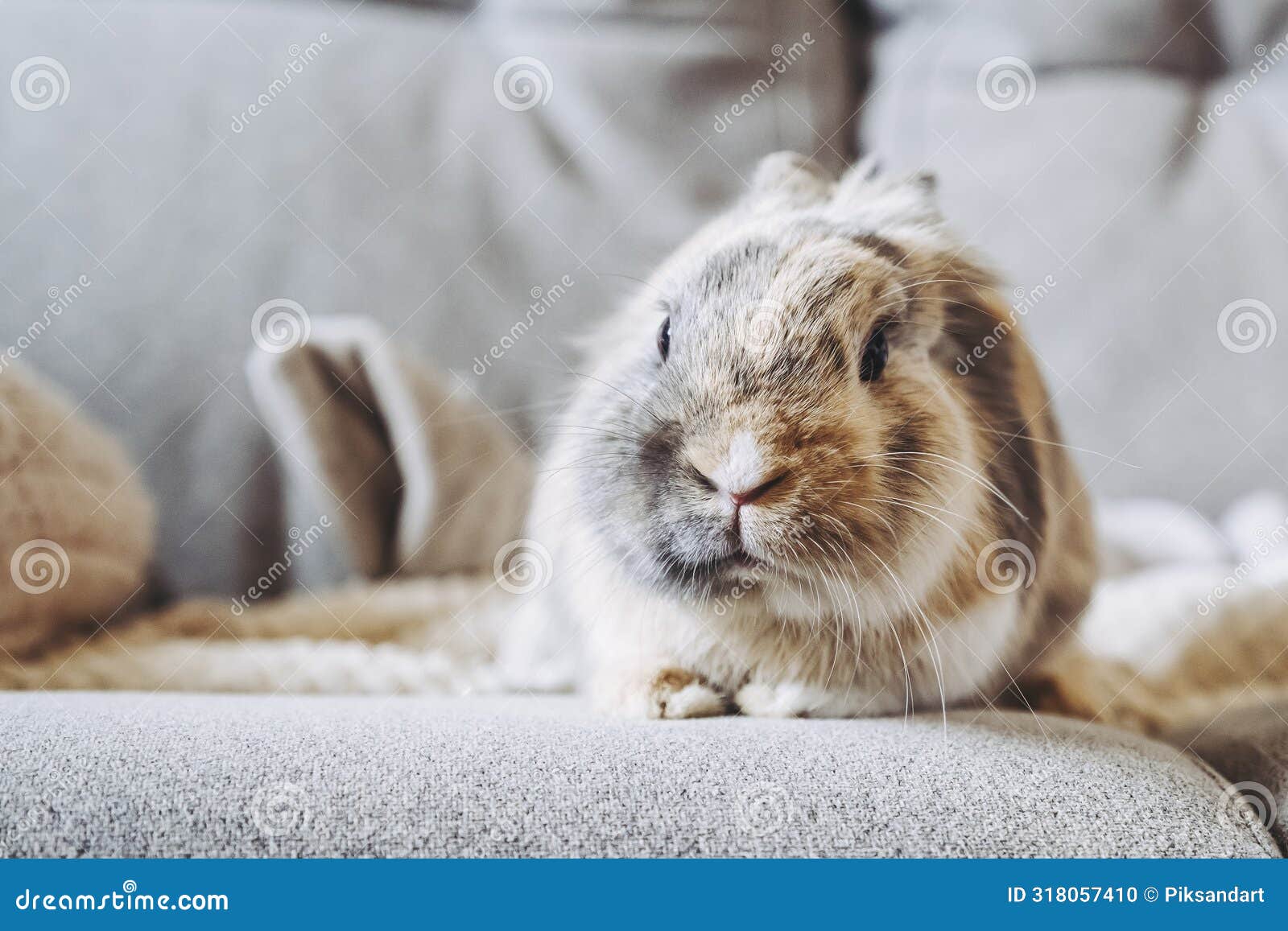 Cute Little Soft Rabbit on the Sofa Stock Photo - Image of sweet ...