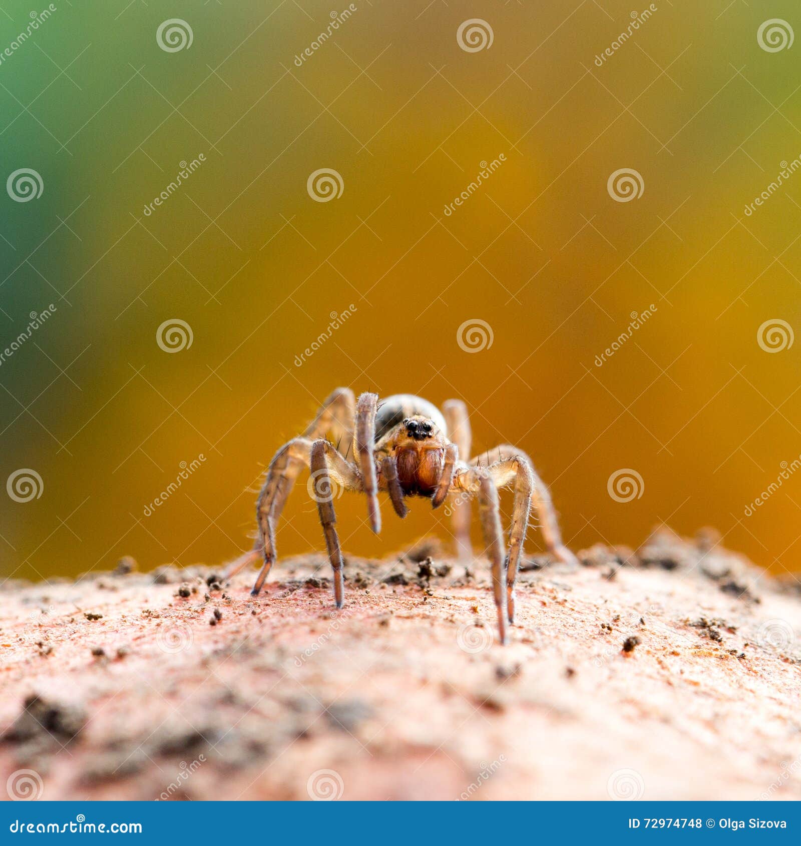 Cute little spider stock photo. Image of macro, jump - 72974748
