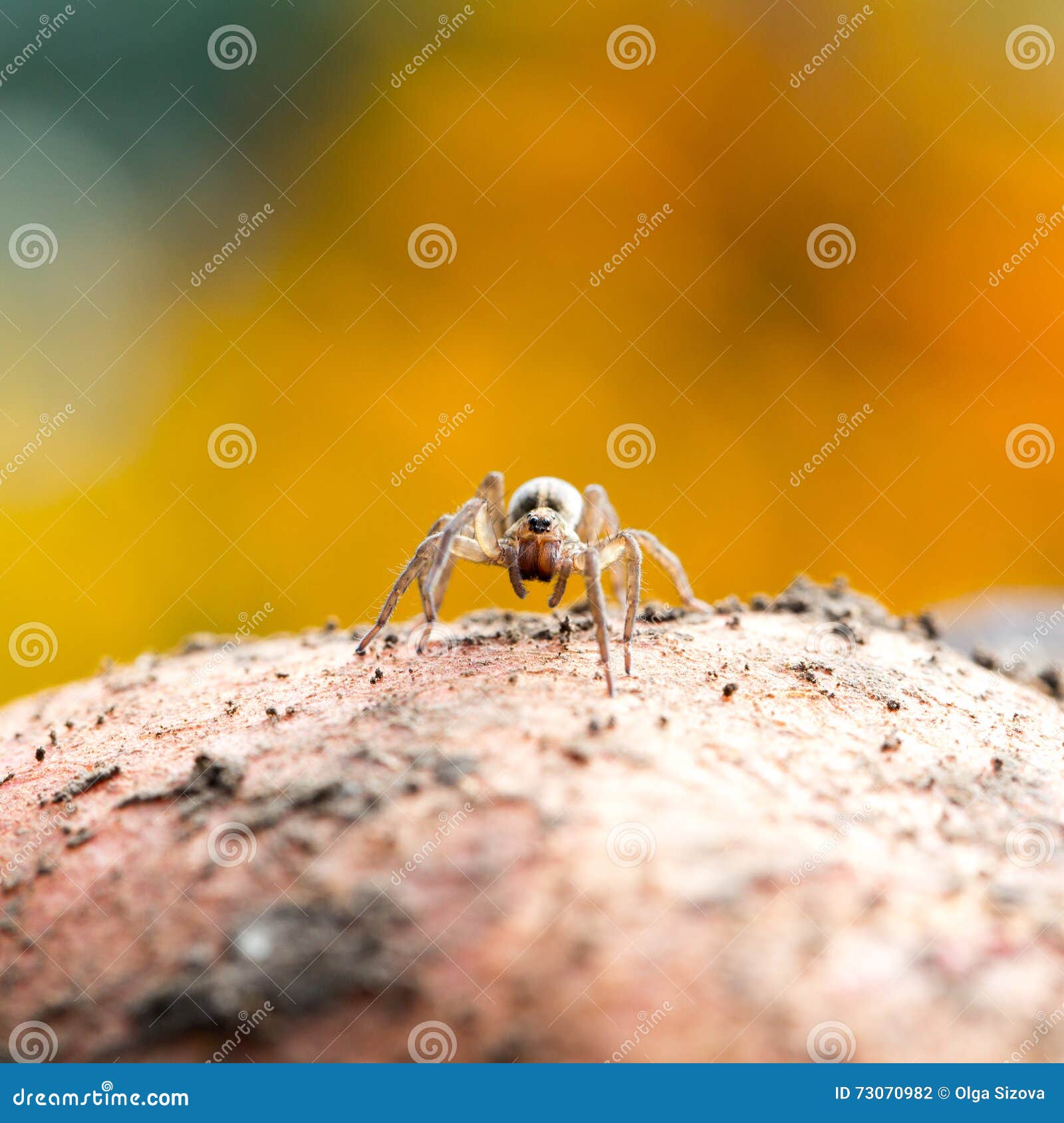 Cute little spider stock photo. Image of hair, arthropod - 73070982