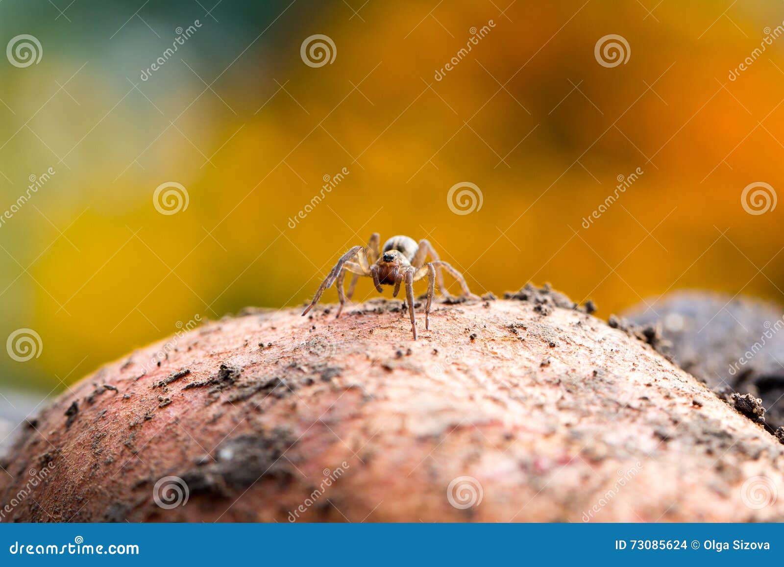 Cute little spider stock photo. Image of brown, fauna - 73085624