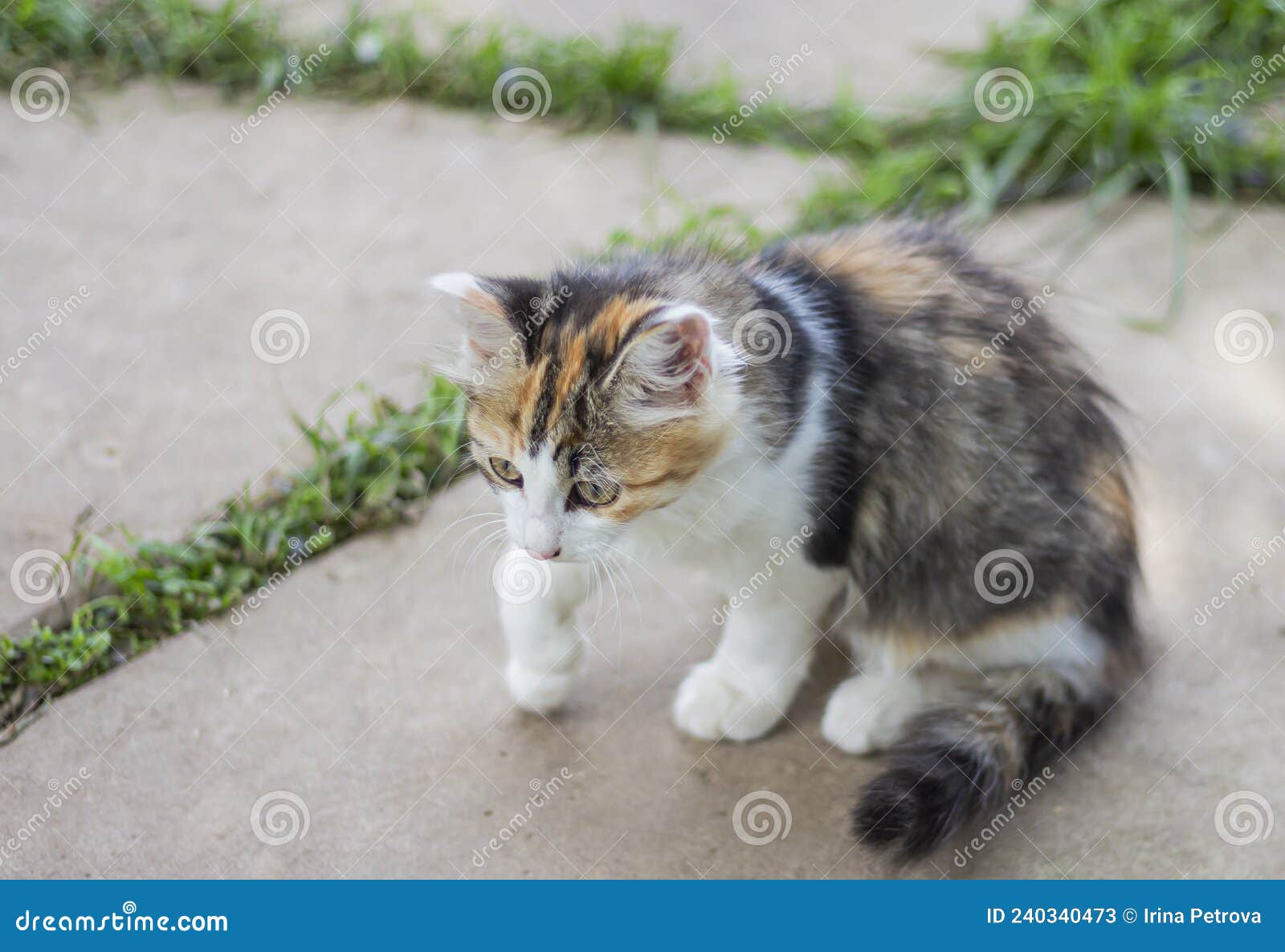 Cute Little Spotted Cat Playing Outdoors in the Garden Stock Image ...