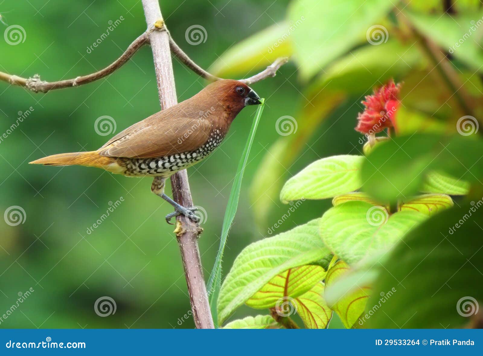 Cute Little Spotted Munia Bird Building a Nest Stock Photo - Image of ...