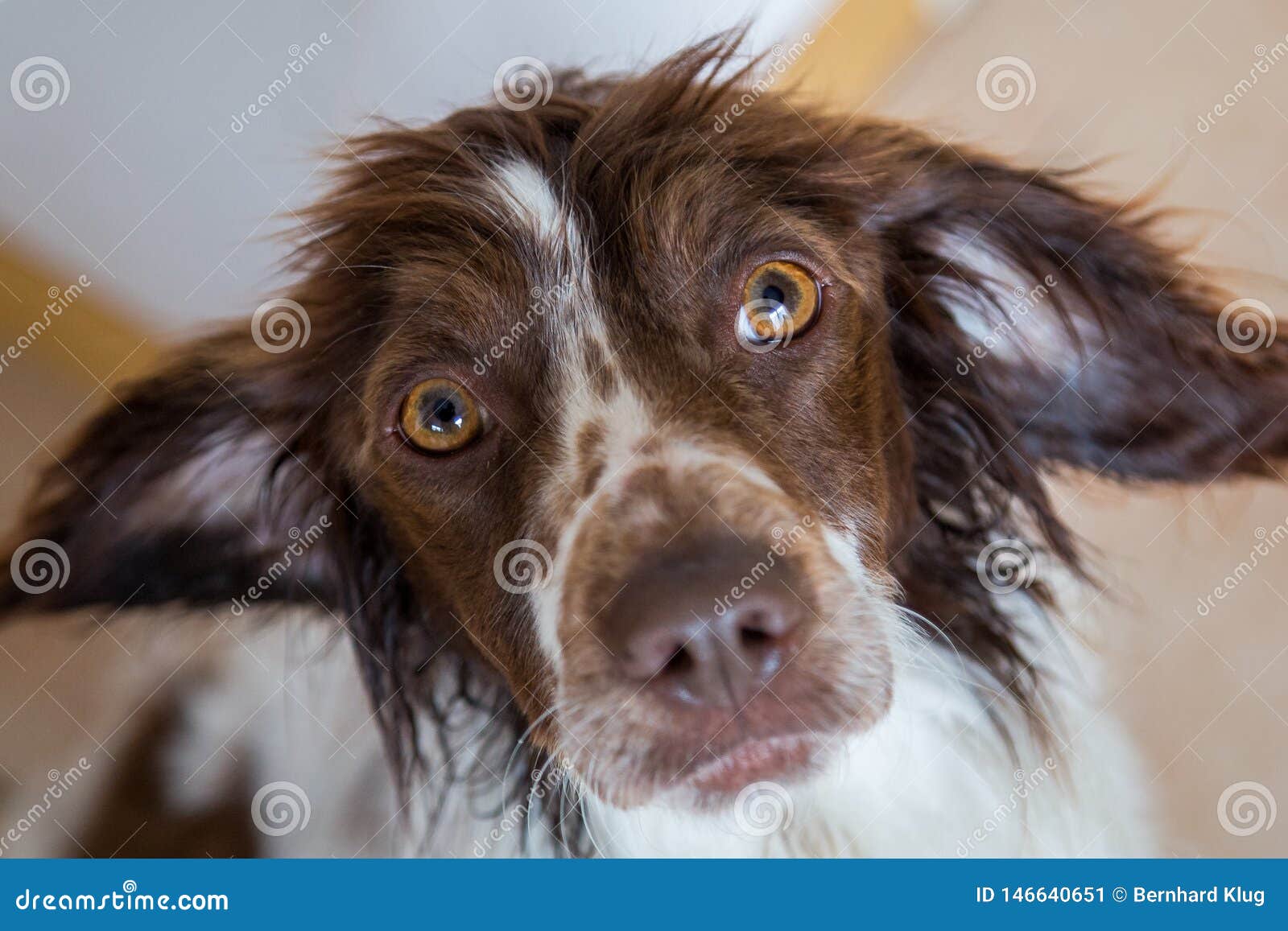 Close Up Portrait of a Cute Little Springer Spaniel Stock Image - Image ...