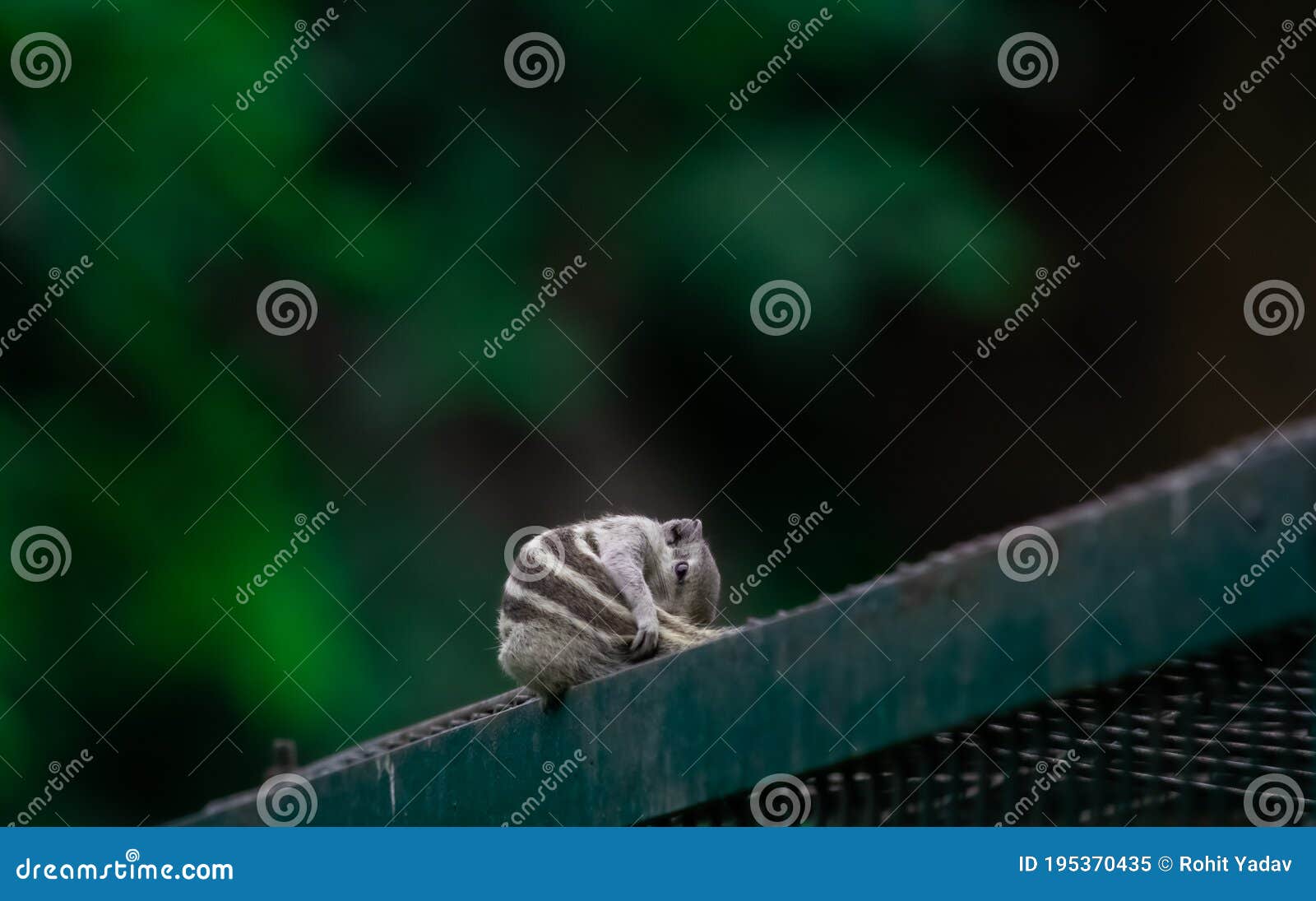 Cute Little Squirrel Clean it Self Stock Image - Image of littel ...