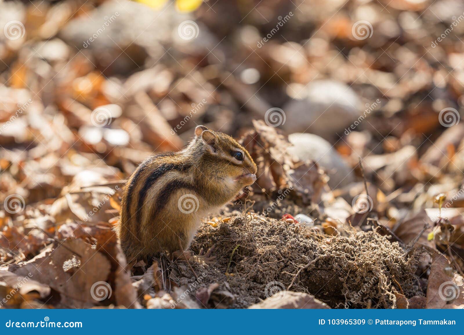 Cute little squirrel . stock image. Image of portrait - 103965309
