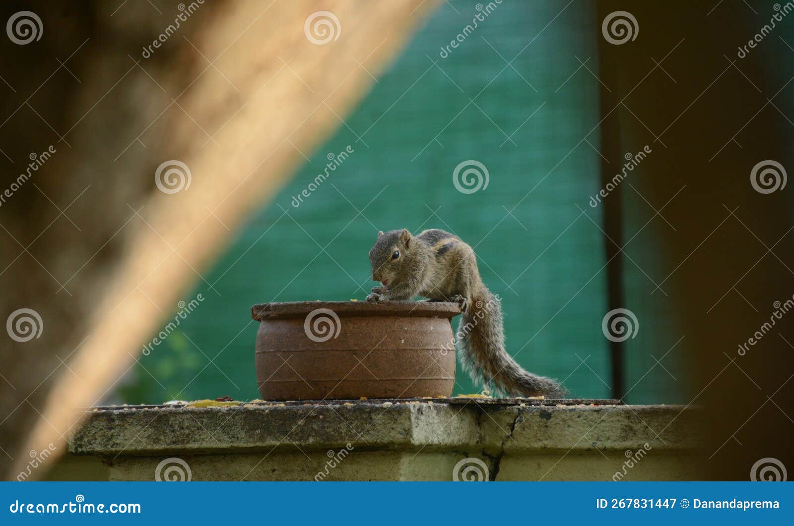 Cute little squirrel stock image. Image of outdoor, cute - 267831447