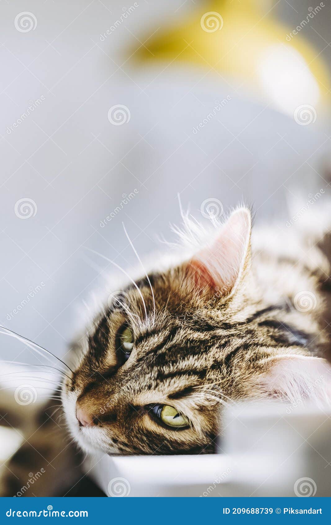 Cute Little Tabby Angora Kitten Lying at Home Stock Image - Image of ...