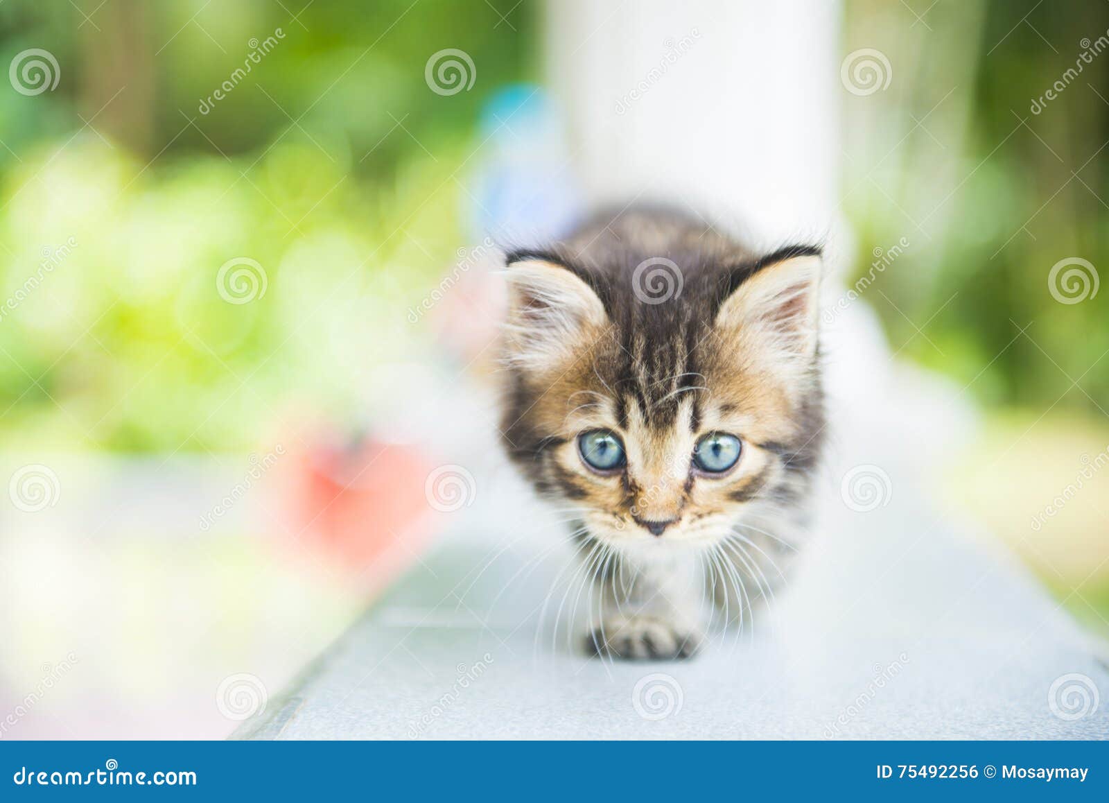 Cute little tabby kitten stock photo. Image of wool, fluffy - 75492256