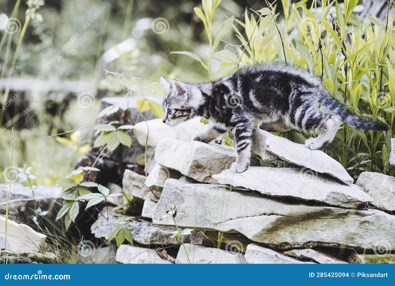 Cute Little Tabby Kitten Playing Outside Stock Photo - Image of nature ...