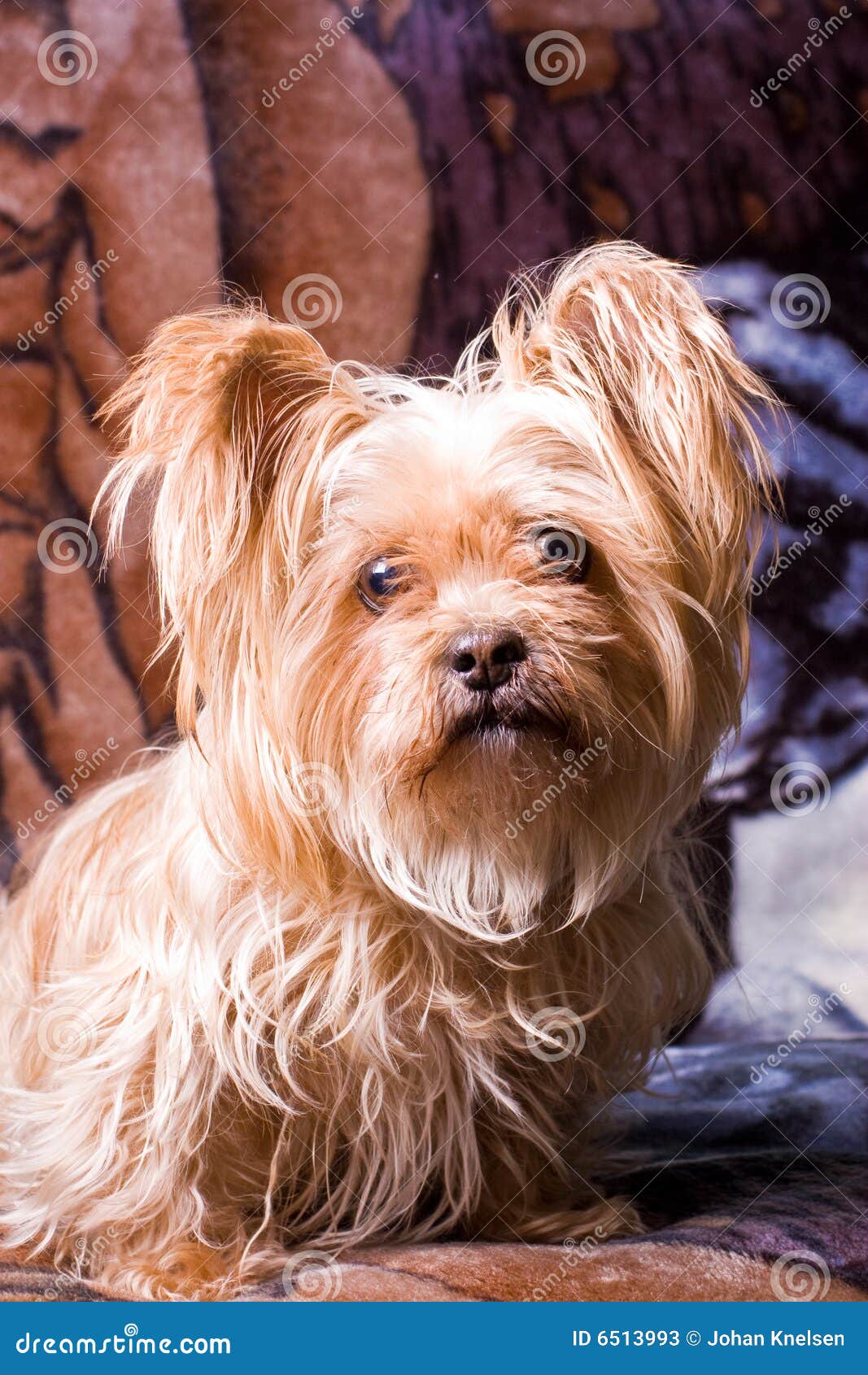 Cute Little Terrier Dog stock image. Image of terrier - 6513993