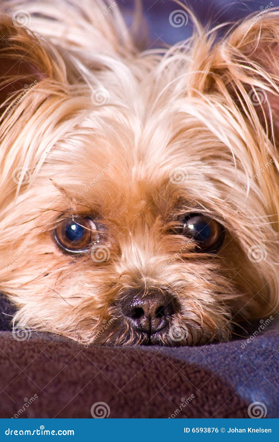 Cute Little Terrier Dog stock photo. Image of doggy, smile - 6593876